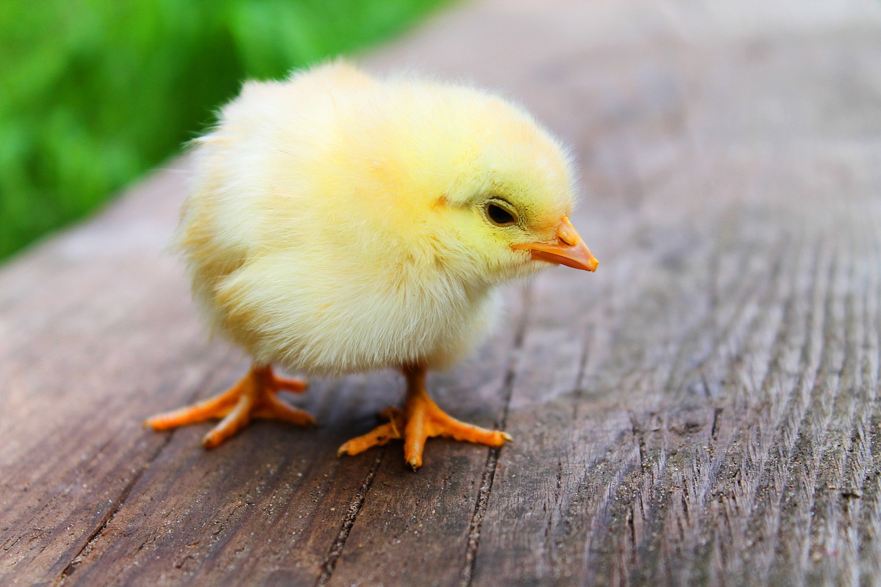 Feathered Favorites: The Greatest Chicken Characters of All Time