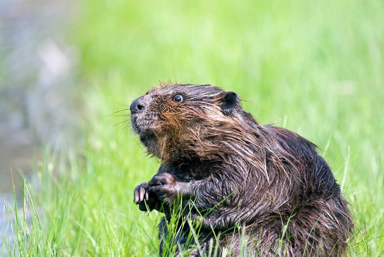 The Top 10 Animals That Start With B: The Animal Kingdom