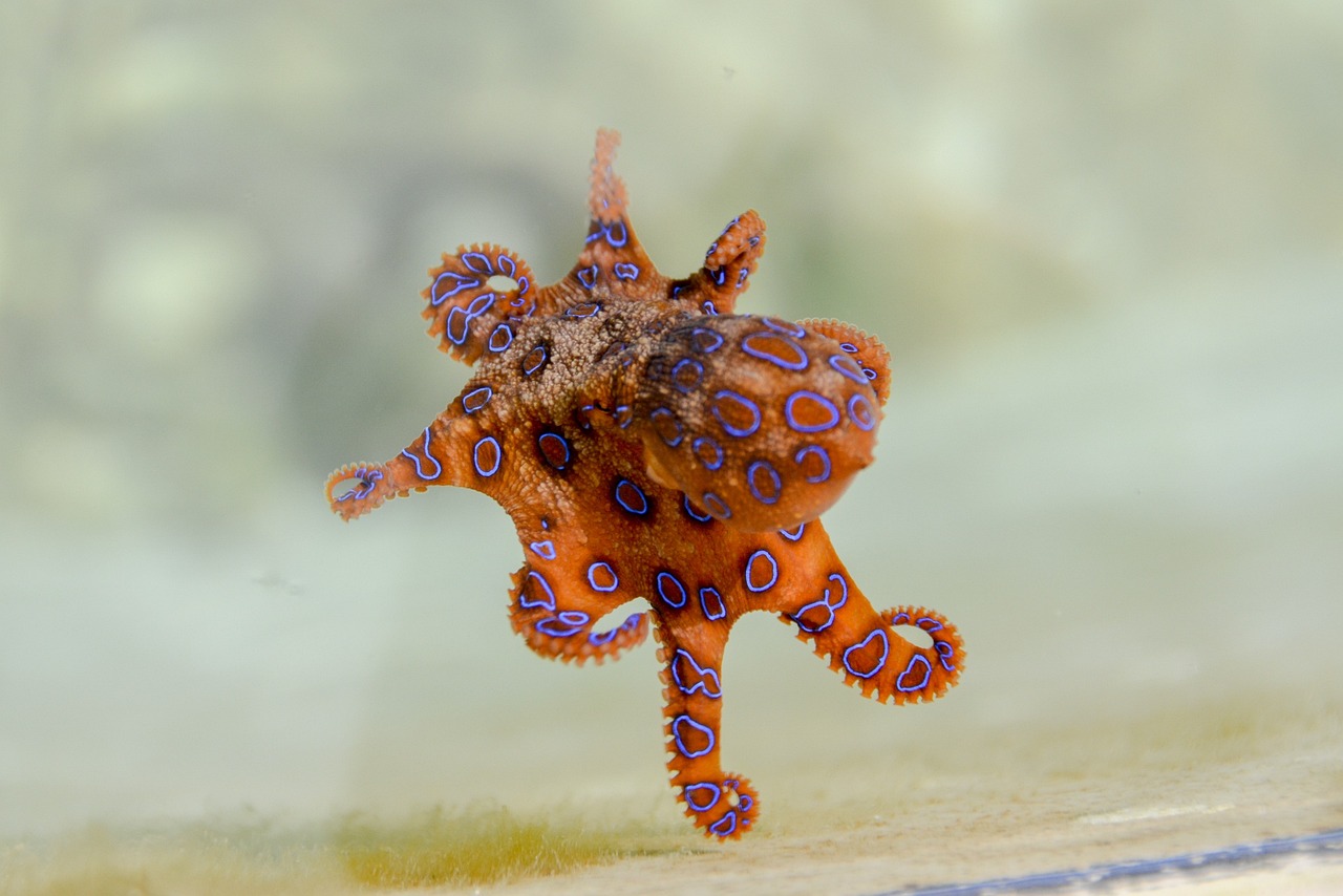 Top 10 Animals That Start With O